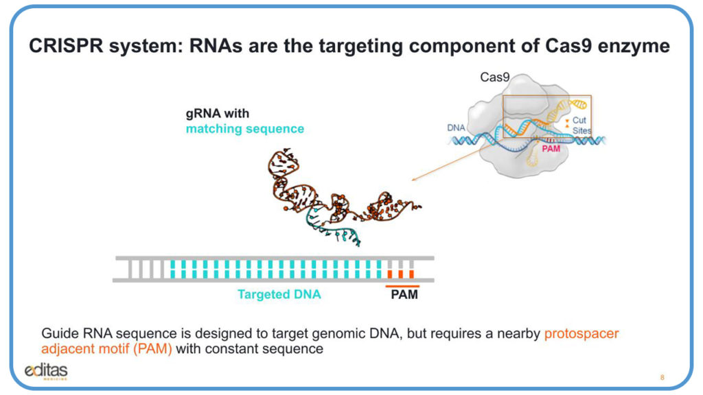 Assessing CRISPR On-Target Editing and Structural Changes
