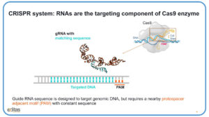 Assessing CRISPR On-Target Editing and Structural Changes