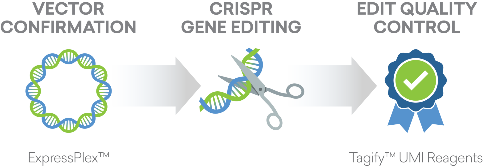 Upstream, Downstream, or Both: A Powerful Tool for Gene Editing QC
