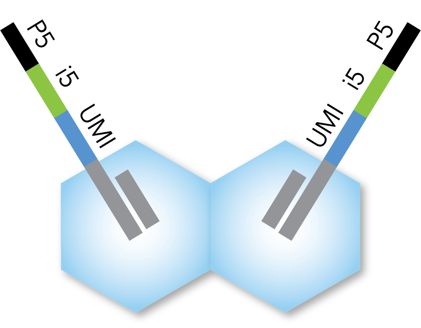 Tagify™ i5 UMI Adapter-loaded Transposase
