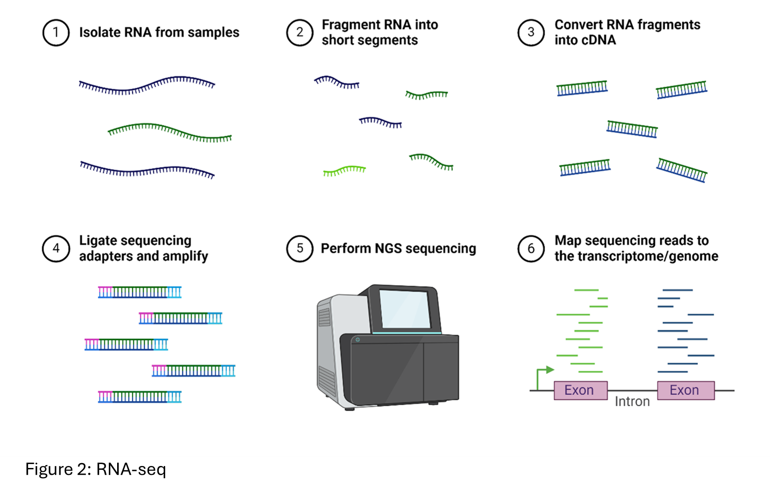 seqWell Tagmentation Blog - Why does chronic inflammation lead to cancer?