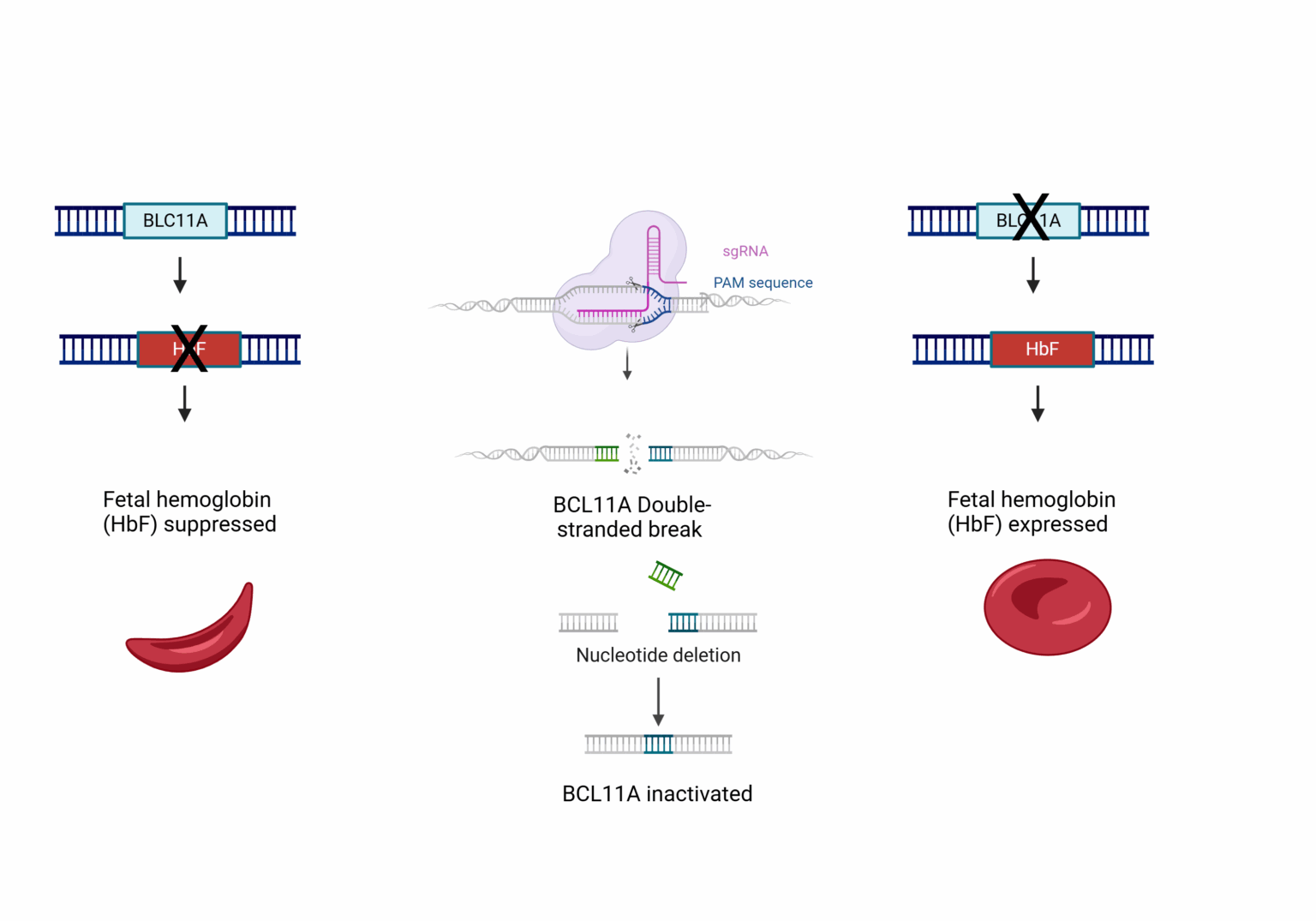 BLOG: Selecting the Right Gene Editing Off-Target Assay